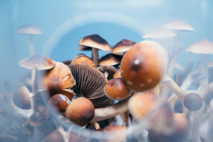 Can Magic Mushrooms Turn Back The Clock? Inside The Psychedelic Science ...